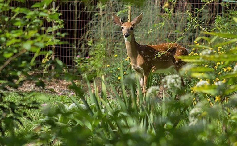 How to Keep Varmints Out of Your Garden - Countryside